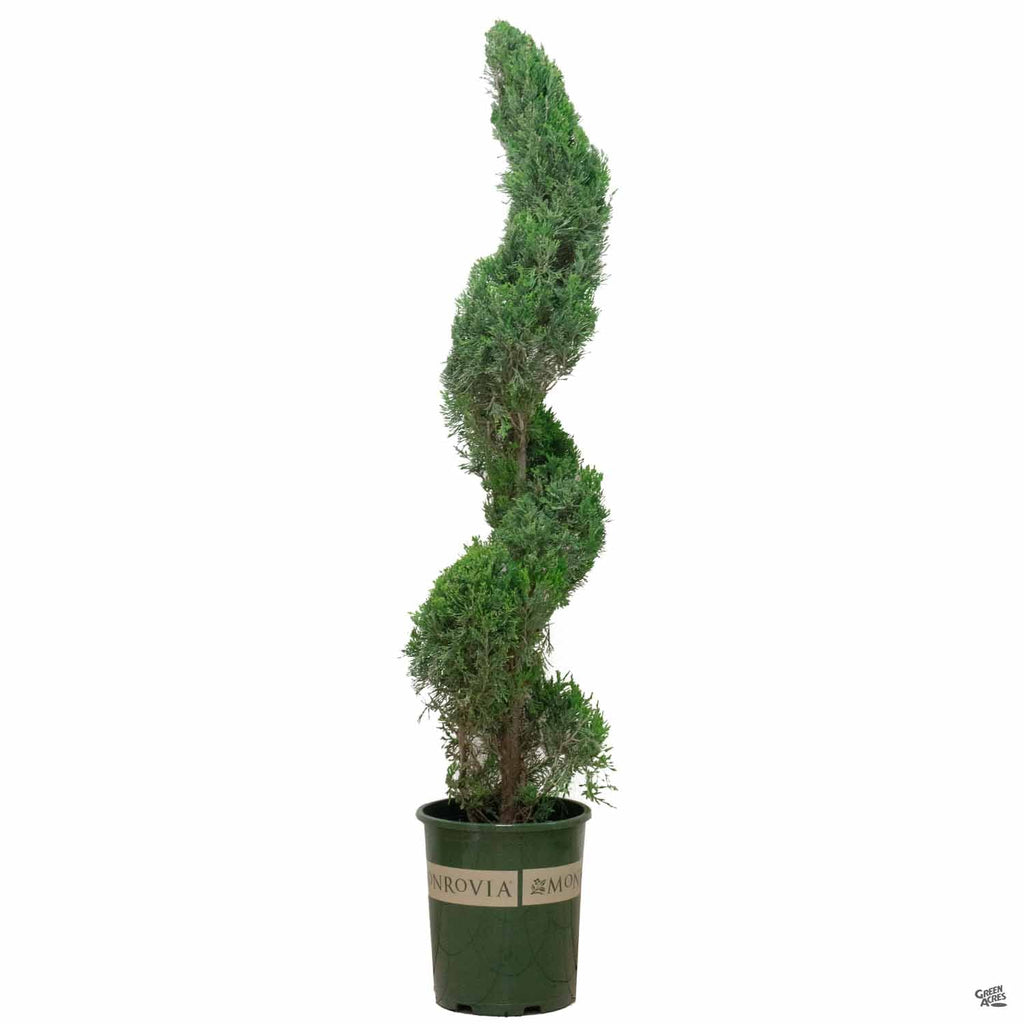 Juniper 'Spartan' Spiral | Monrovia — Green Acres Nursery & Supply