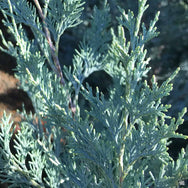 Juniper 'Wichita Blue' — Green Acres Nursery & Supply