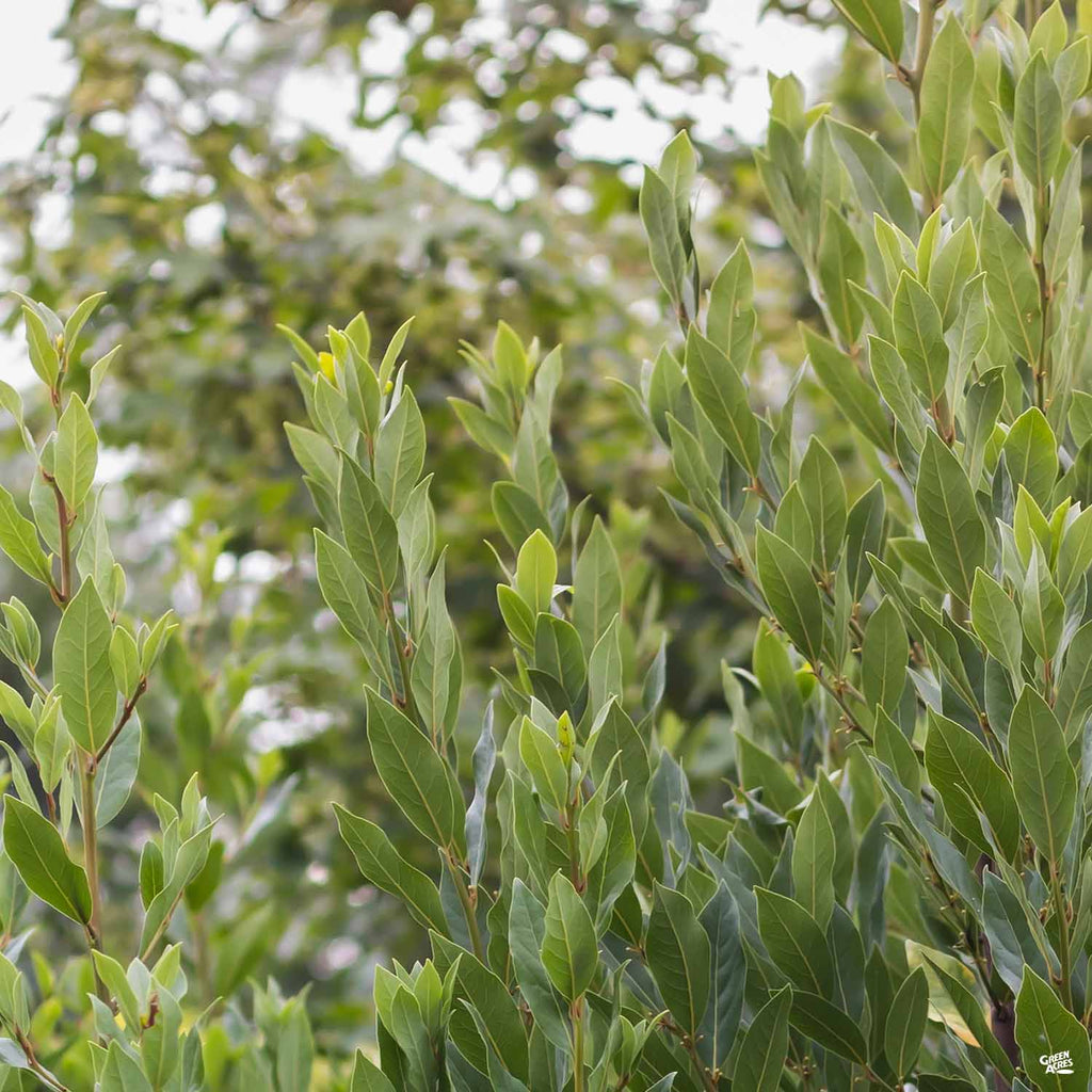 Sweet Bay — Green Acres Nursery & Supply