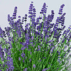 Lavender 'Super Blue' — Green Acres Nursery & Supply
