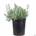 Spanish Lavender 'Silver Anouk' — Green Acres Nursery & Supply