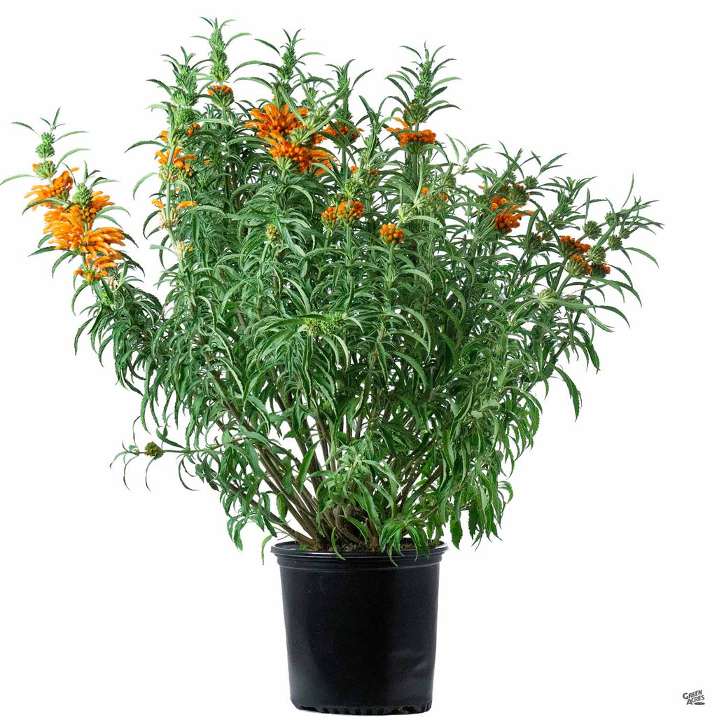 Lion's Tail — Green Acres Nursery & Supply