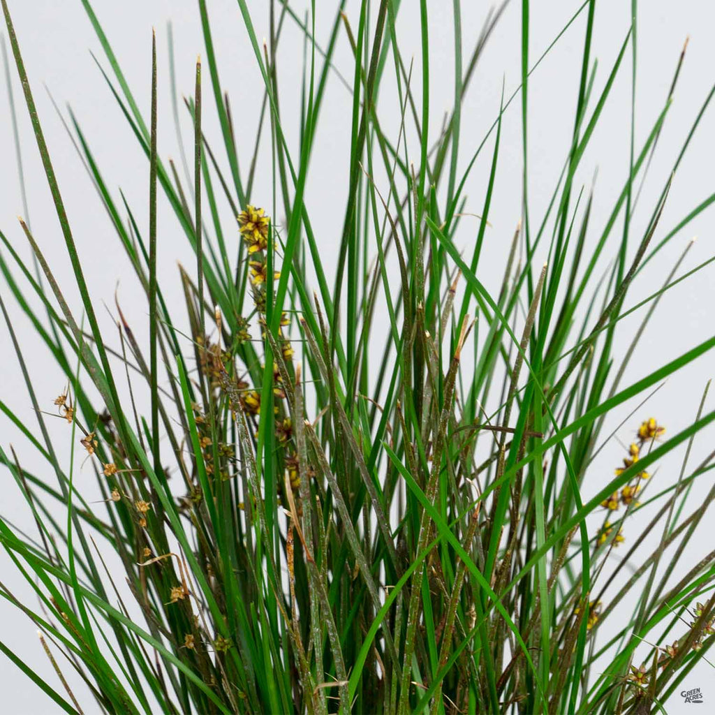 Mat Rush 'Finescape' — Green Acres Nursery & Supply