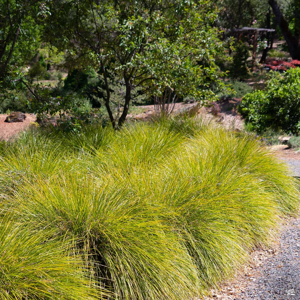 Lomandra Mat Rush Breeze™ — Green Acres Nursery & Supply