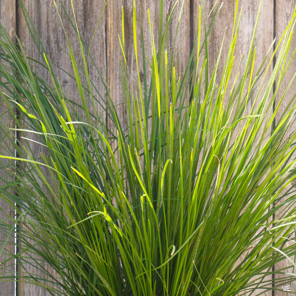 Lomandra Mat Rush Breeze™ — Green Acres Nursery & Supply
