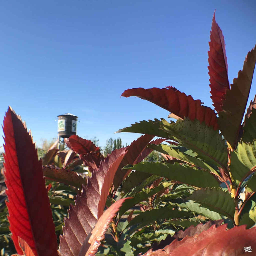 Bronze Loquat Standard Trunk — Green Acres Nursery & Supply