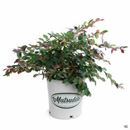 Fringe Flower 'Purple Majesty' — Green Acres Nursery & Supply