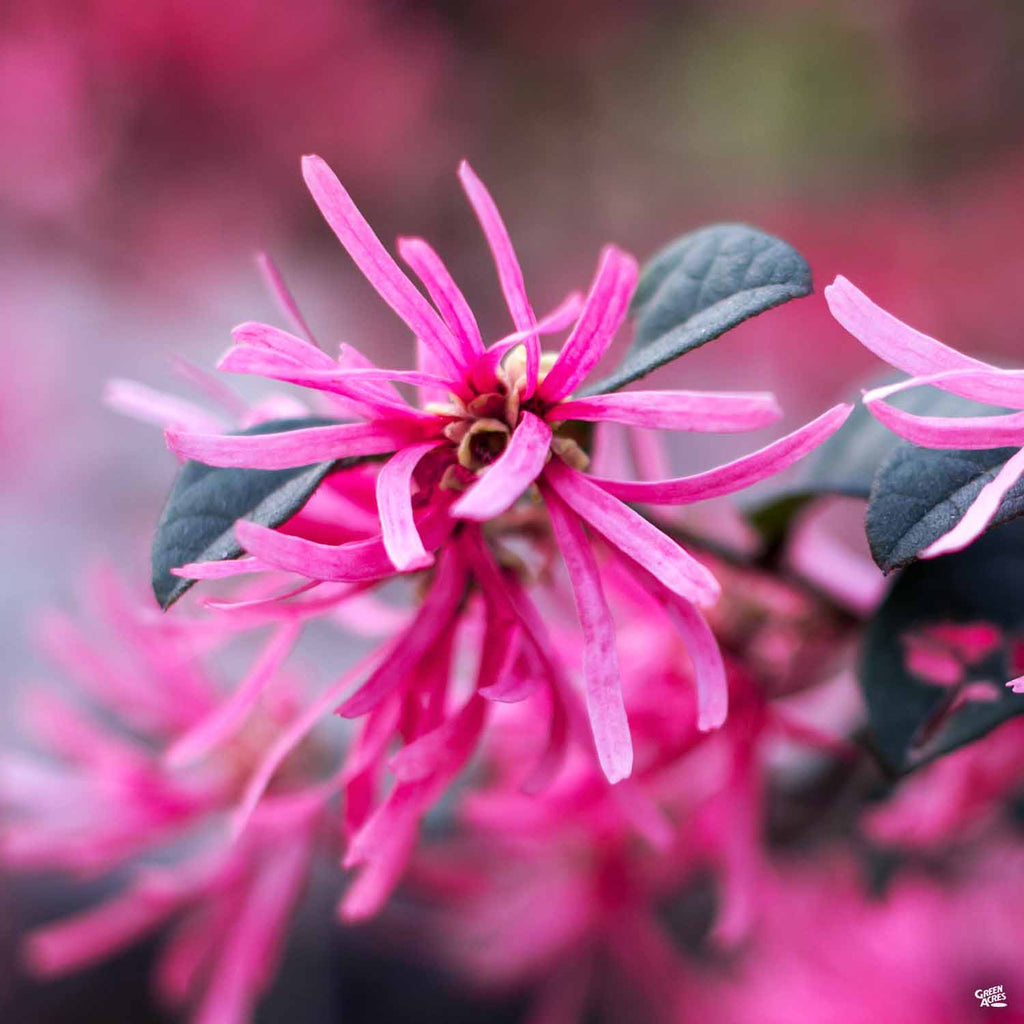 Fringe Flower 'Cherry Blast' — Green Acres Nursery & Supply