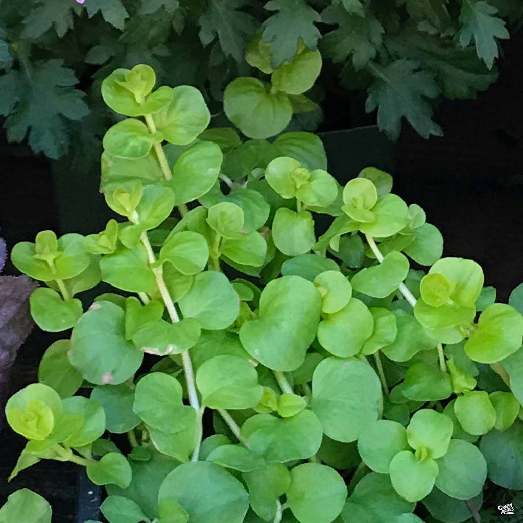 Moneywort As Ground Cover Slideshow: 10 Great Groundcovers To Rely