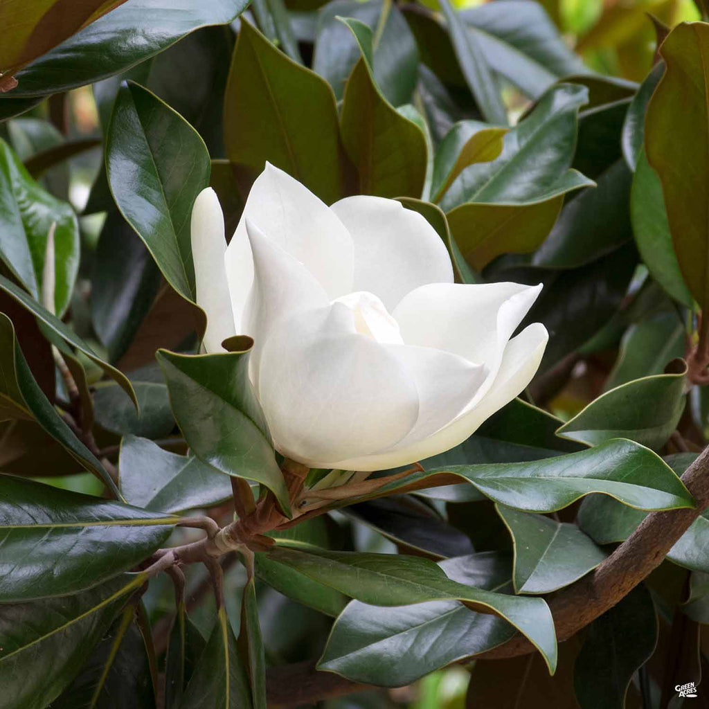 Magnolia 'Edith Bogue' — Green Acres Nursery & Supply