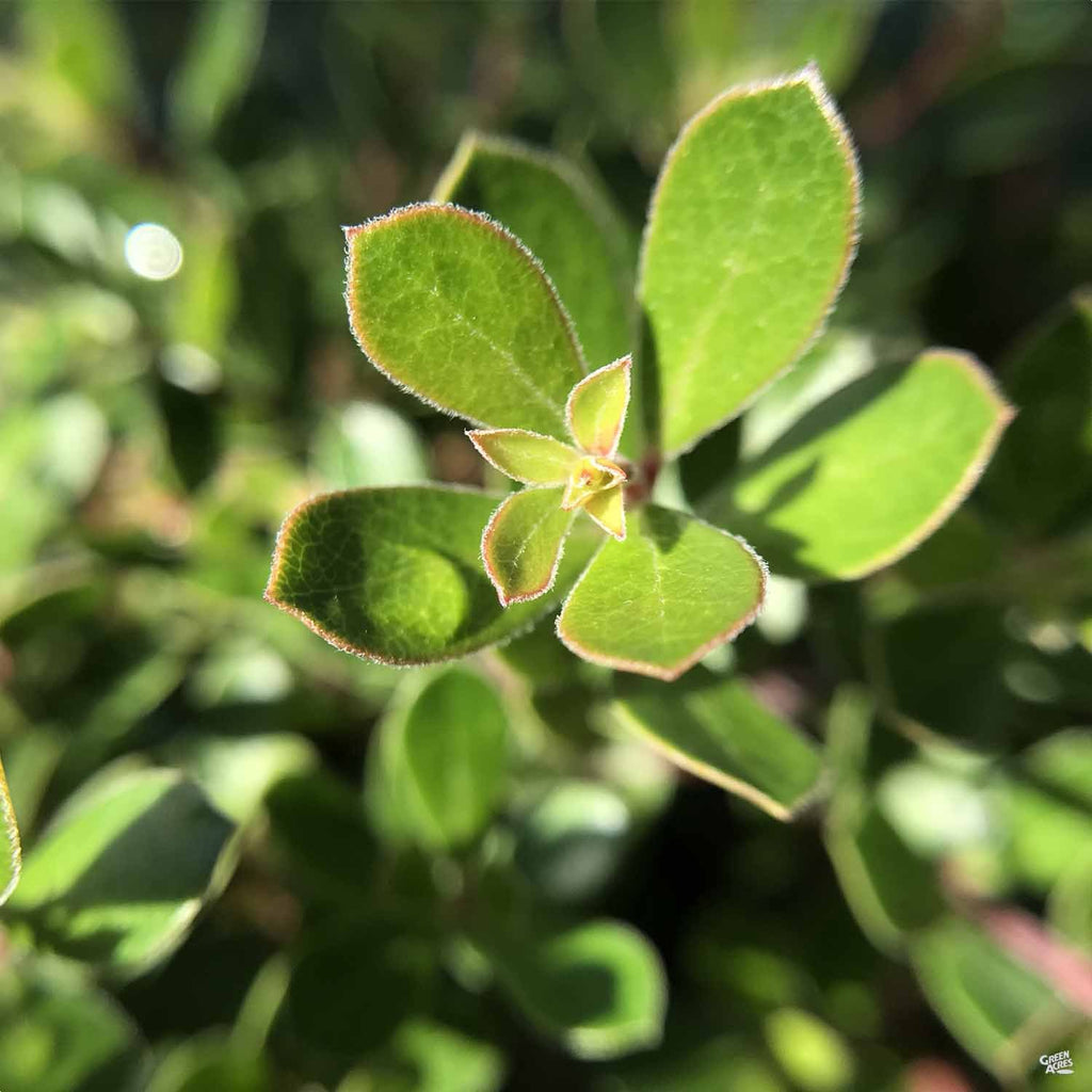 Manzanita 'Emerald Carpet' — Green Acres Nursery & Supply