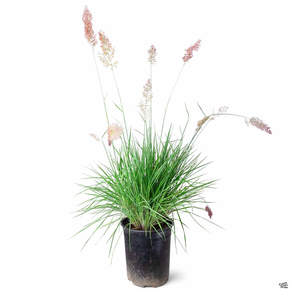 Pink Crystal Grass — Green Acres Nursery & Supply