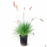 Pink Crystal Grass — Green Acres Nursery & Supply