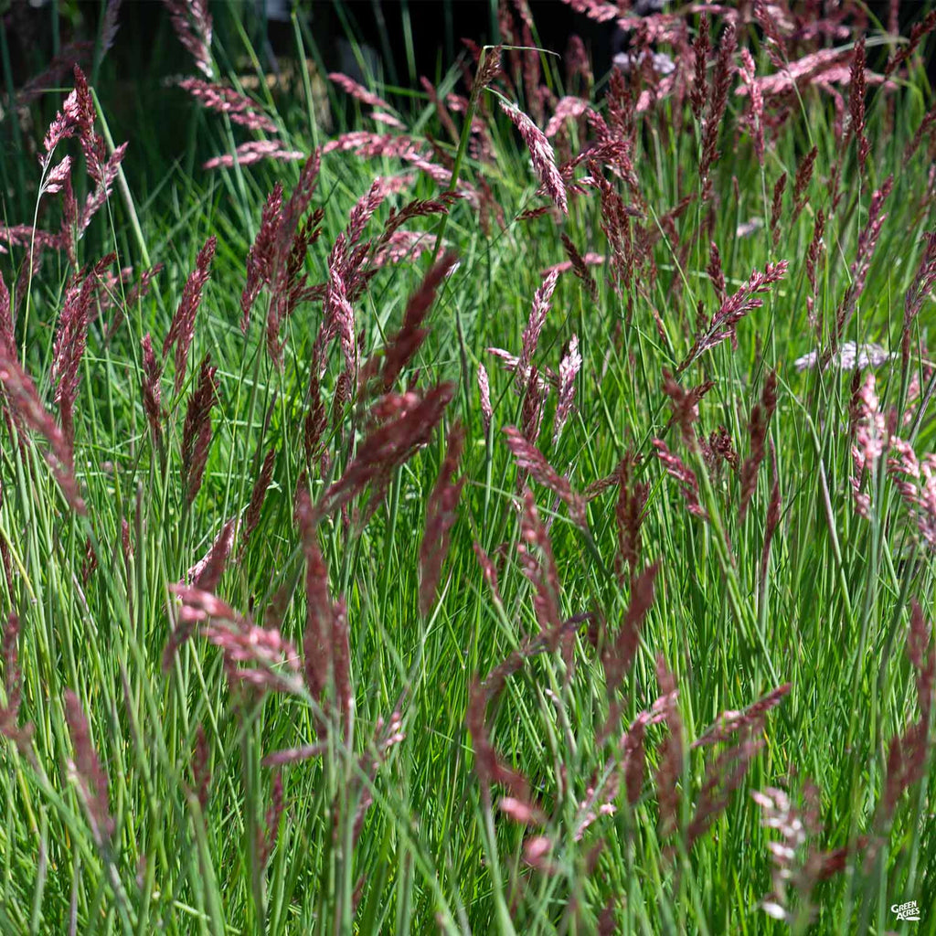 Pink Crystal Grass — Green Acres Nursery & Supply