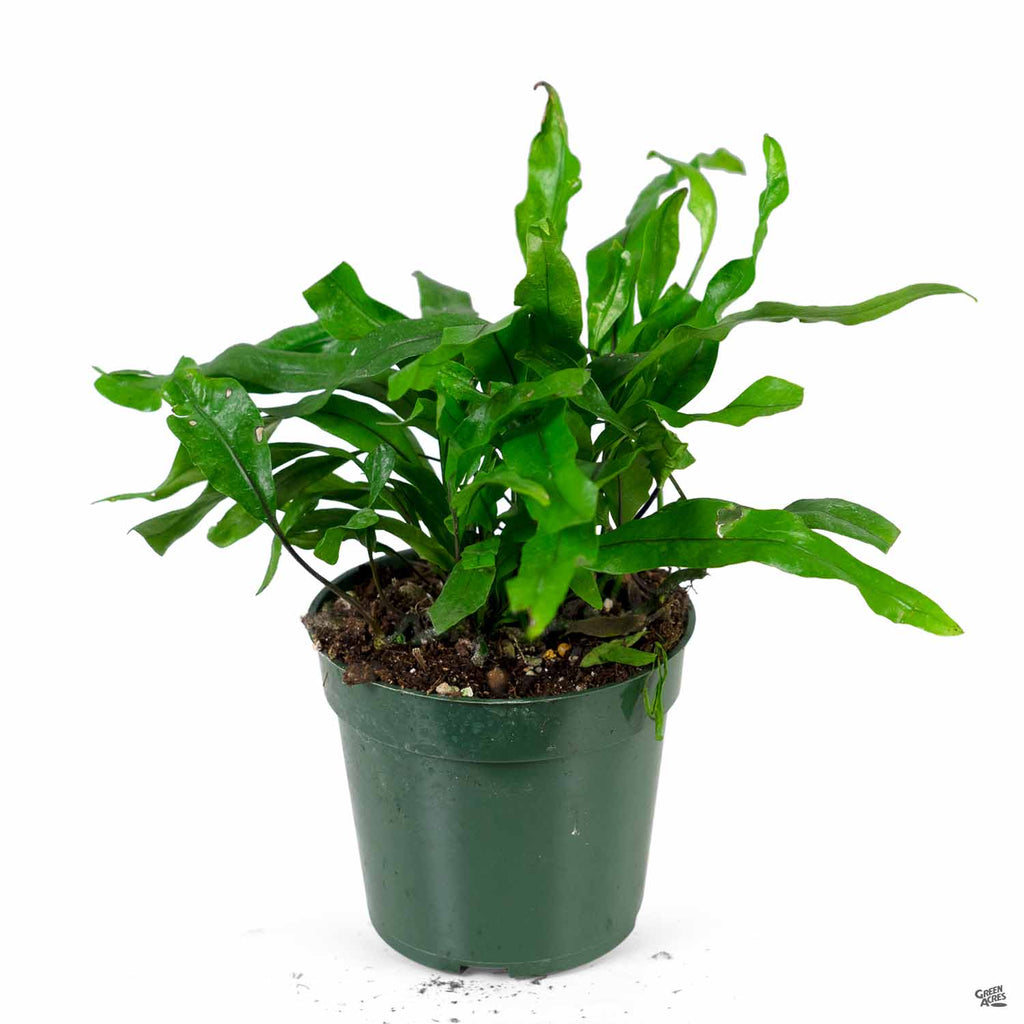 Kangaroo Fern — Green Acres Nursery & Supply