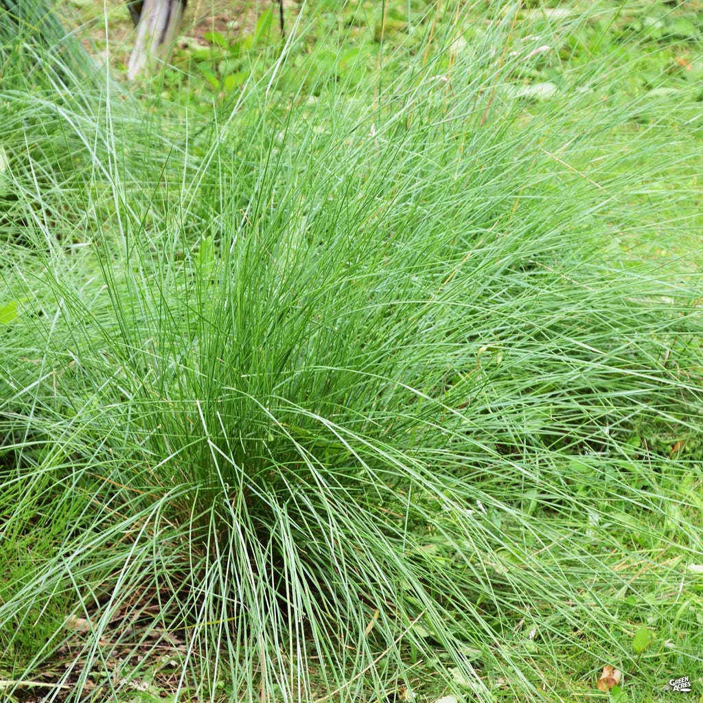 Deer Grass — Green Acres Nursery & Supply