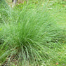 Deer Grass — Green Acres Nursery & Supply