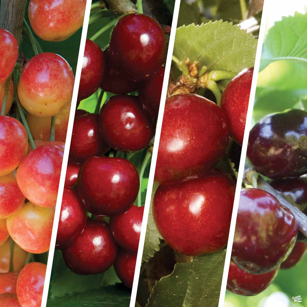 Cherry Multi-Graft Combo #3 Bareroot — Green Acres Nursery & Supply
