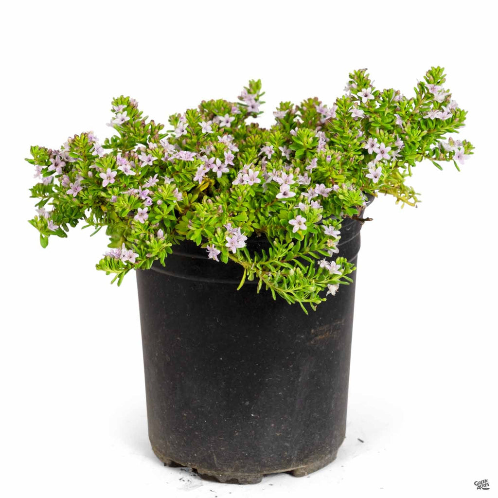 Pink Myoporum — Green Acres Nursery & Supply