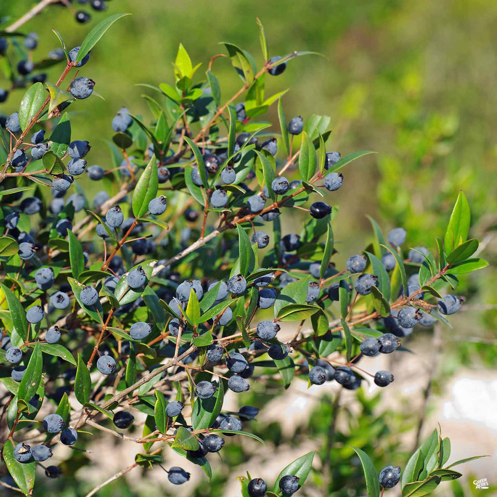 Dwarf Myrtle — Green Acres Nursery & Supply