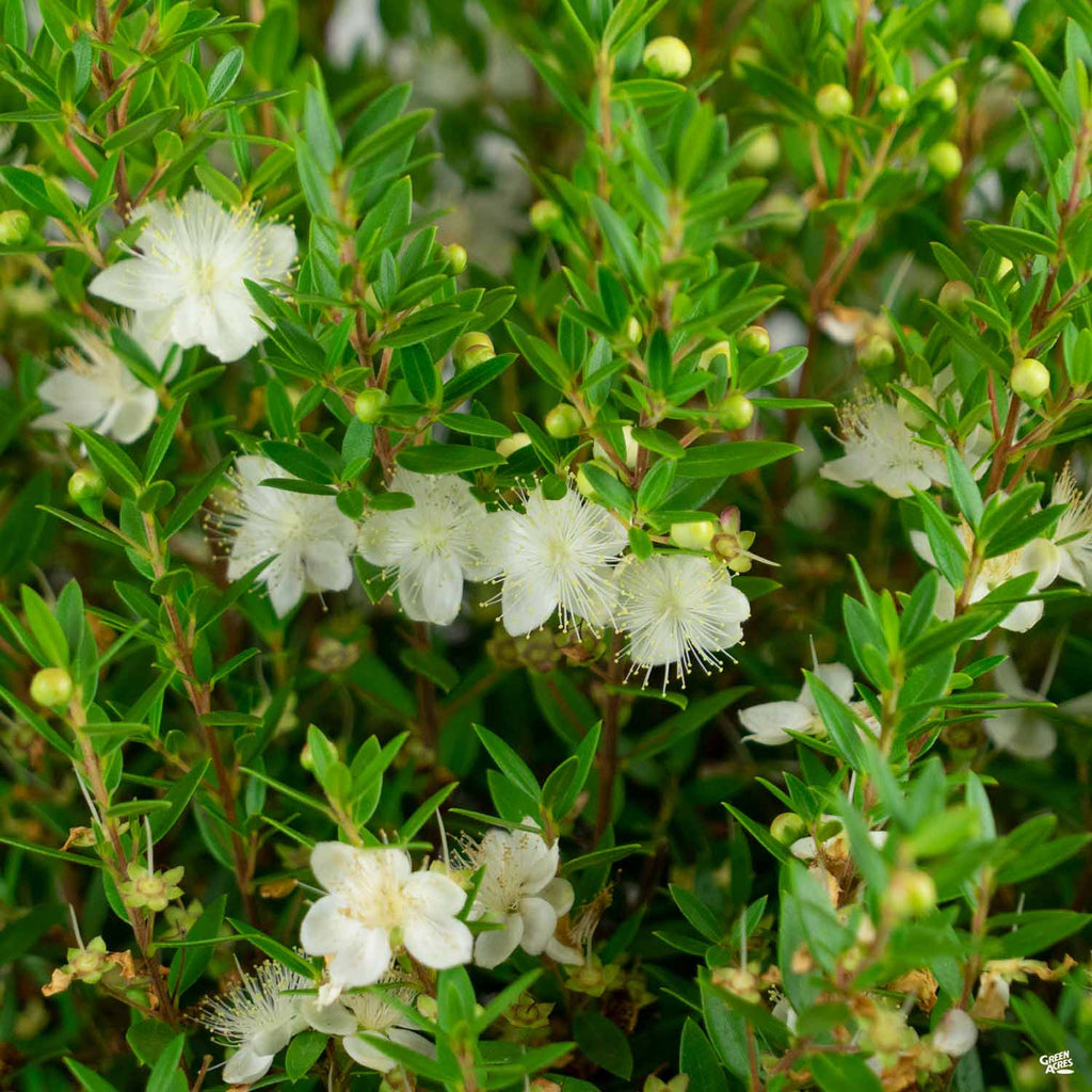 Dwarf Myrtle — Green Acres Nursery & Supply