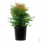 Heavenly Bamboo 'Gulf Stream' — Green Acres Nursery & Supply