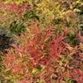 Heavenly Bamboo 'Moon Bay' — Green Acres Nursery & Supply