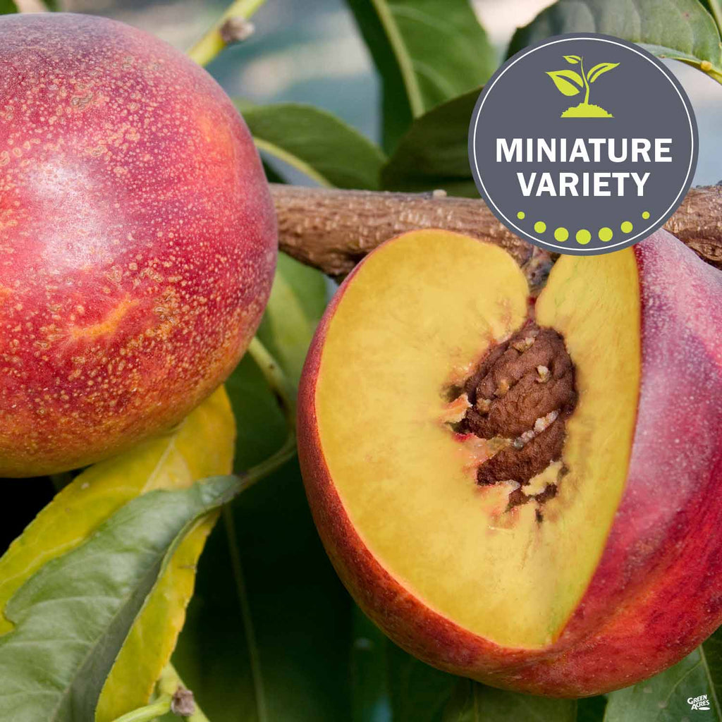 Nectarine 'Garden Delight', Miniature Bareroot — Green Acres Nursery ...