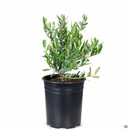 Dwarf Bush Olive — Green Acres Nursery & Supply