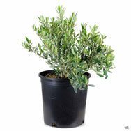 Dwarf Bush Olive — Green Acres Nursery & Supply
