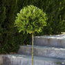 Little Ollie® Dwarf Olive | Monrovia — Green Acres Nursery & Supply