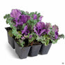 Ornamental Cabbage/Kale — Green Acres Nursery & Supply
