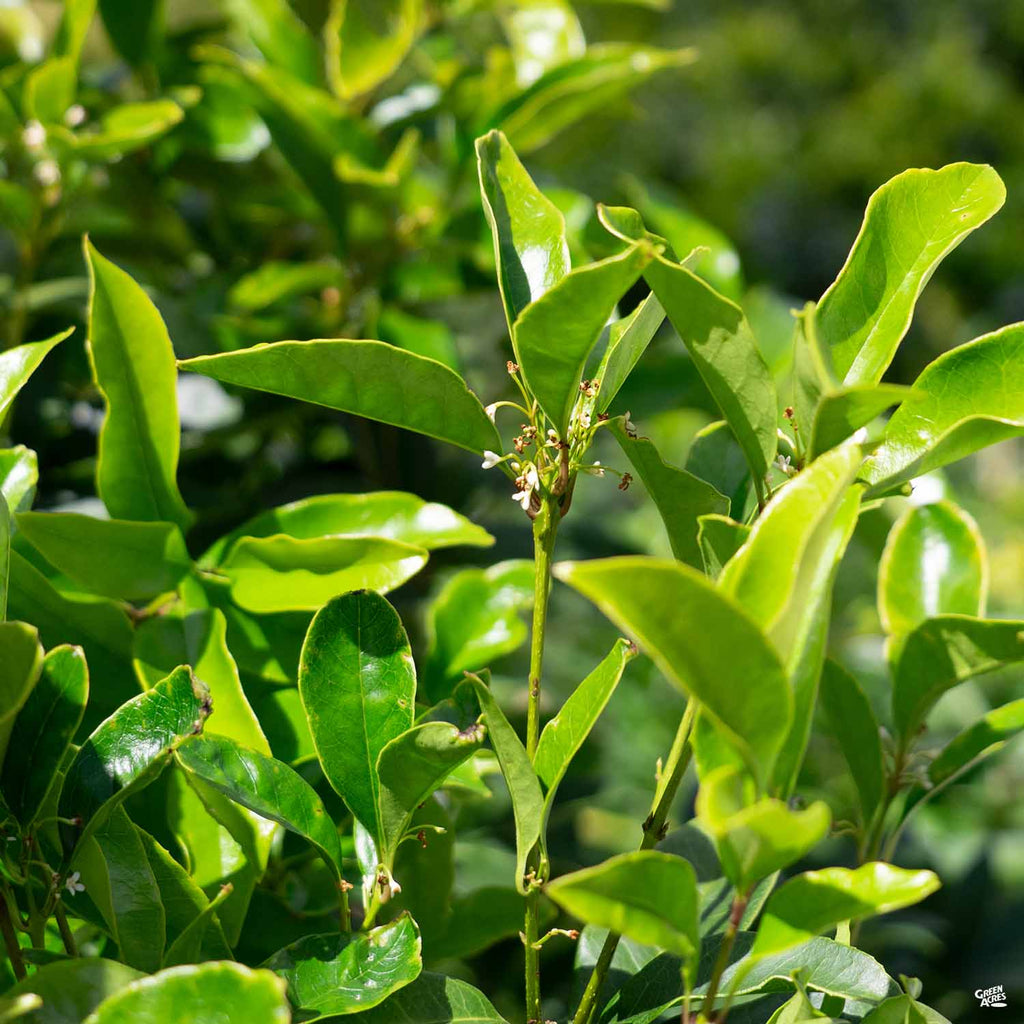 Sweet Olive — Green Acres Nursery & Supply