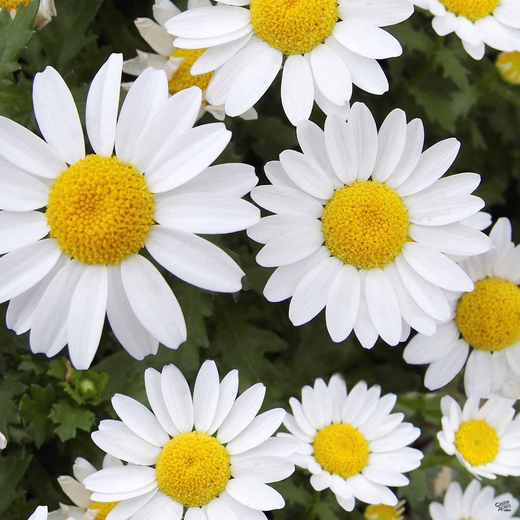 Paludosum Daisy — Green Acres Nursery & Supply