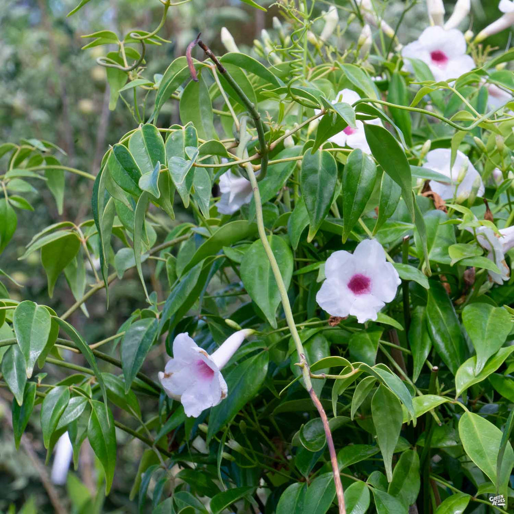 Pink Bower Vine — Green Acres Nursery & Supply
