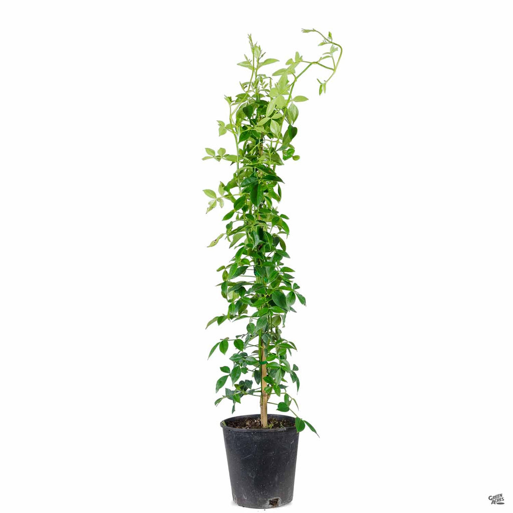 Pink Bower Vine — Green Acres Nursery & Supply