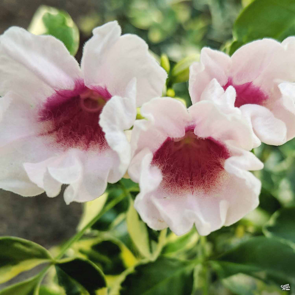 Variegated Bower Vine — Green Acres Nursery & Supply