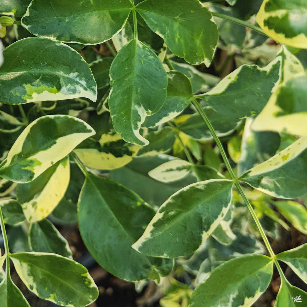 Variegated Bower Vine — Green Acres Nursery & Supply