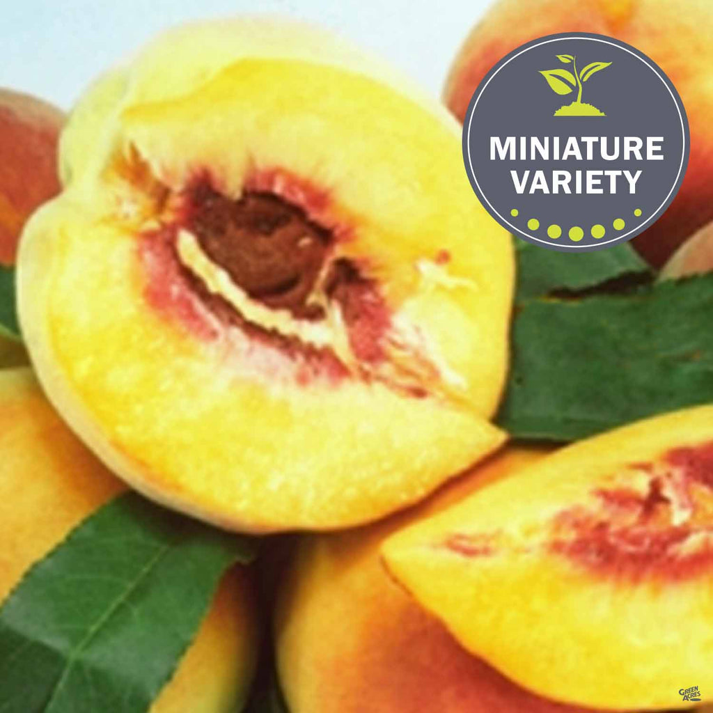 Peach 'Garden Gold', Miniature Bareroot — Green Acres Nursery & Supply