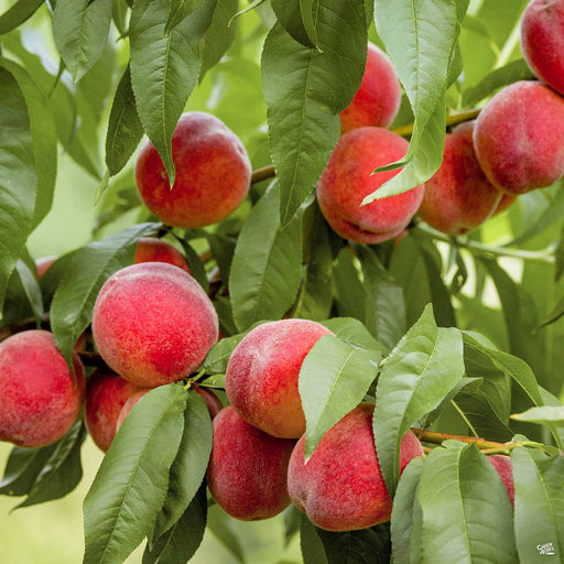 Trees — Tagged "Peach" — Green Acres Nursery & Supply
