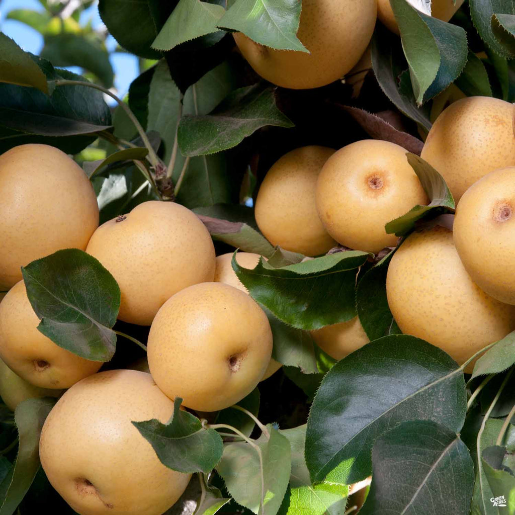 Asian Pear '20th Century' — Green Acres Nursery & Supply