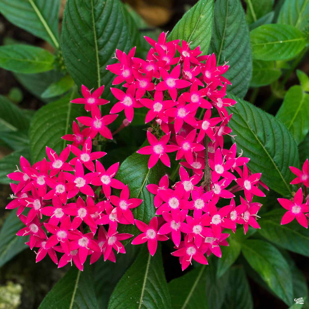Rose Pentas Starcluster