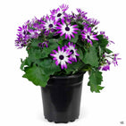 Pericallis 'Senetti' — Green Acres Nursery & Supply