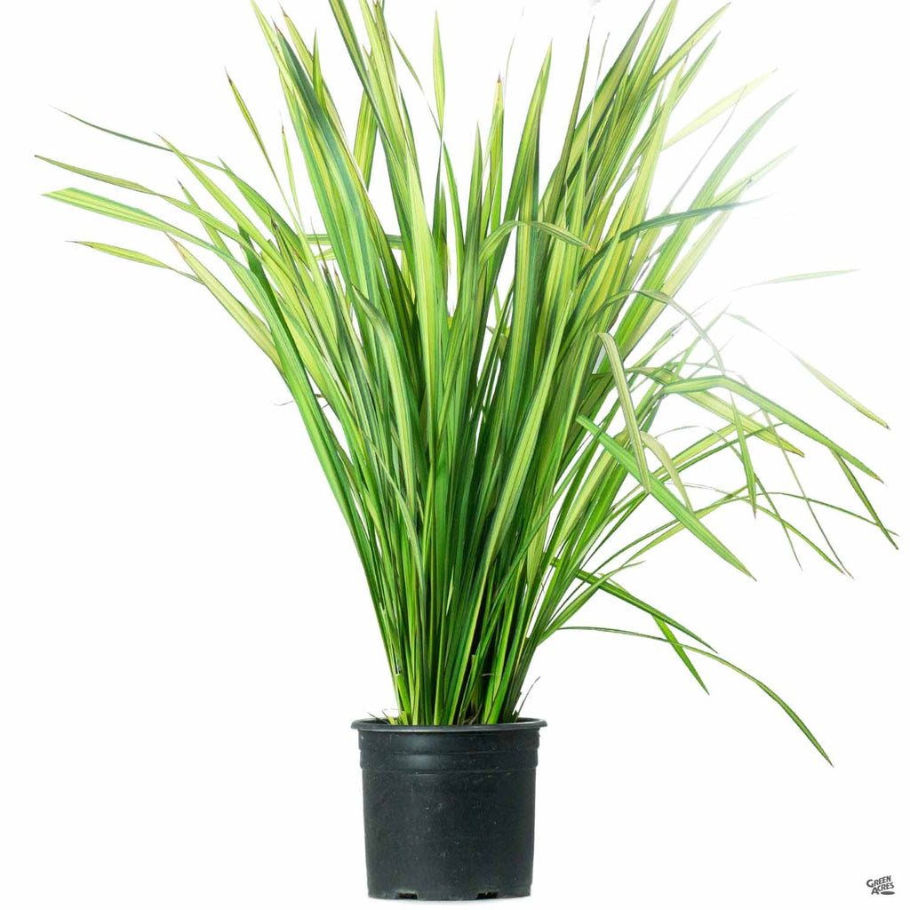 New Zealand Flax 'Yellow Wave' — Green Acres Nursery & Supply