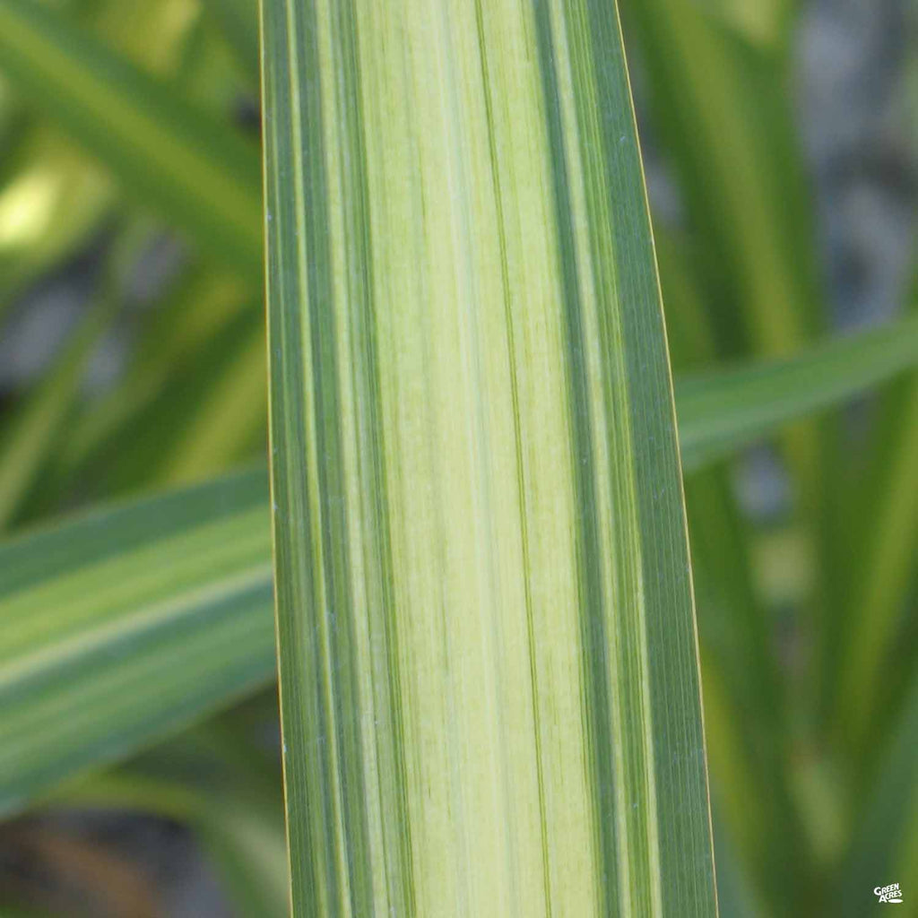 New Zealand Flax 'Yellow Wave' — Green Acres Nursery & Supply