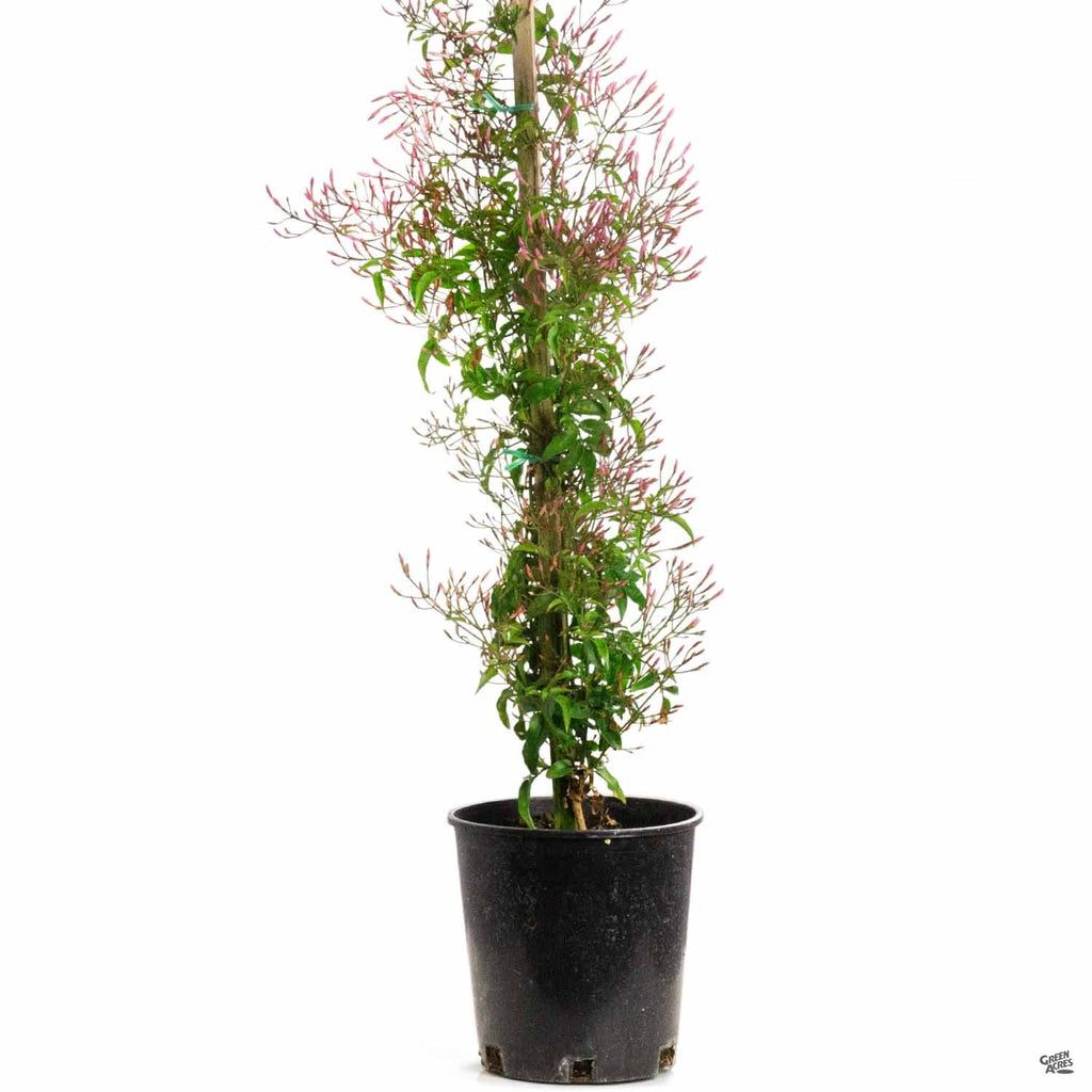 Pink Jasmine Stake — Green Acres Nursery & Supply
