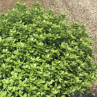 Beach Ball™ Black Stem Pittosporum — Green Acres Nursery & Supply