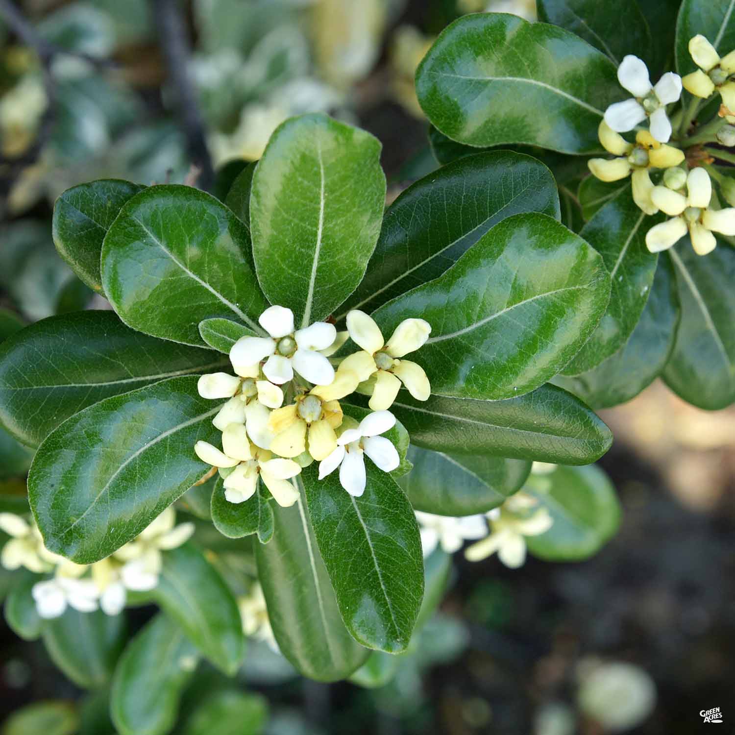 Mock Orange Shrub Plant Murraya Paniculata Mock Orange Australian