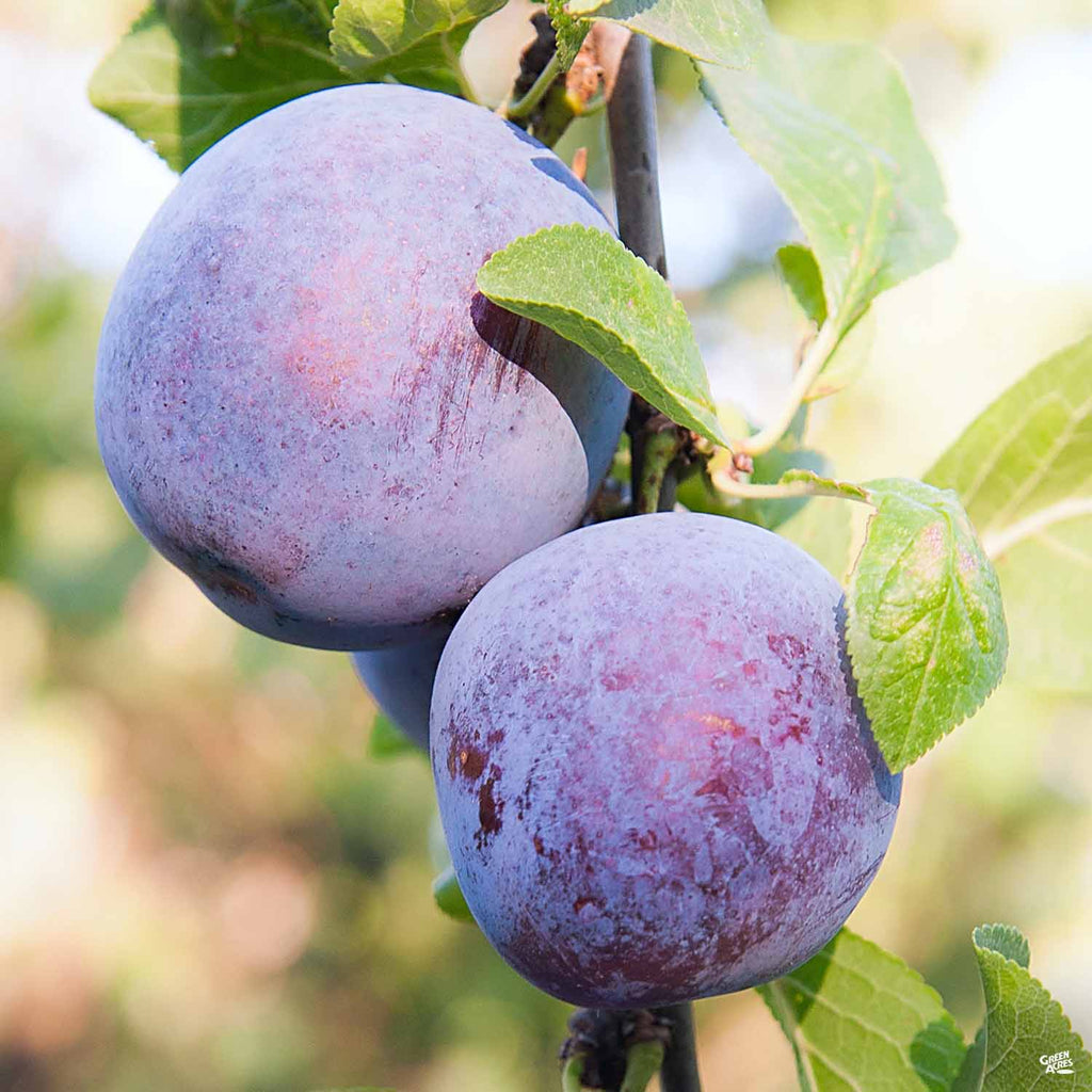 Plum 'Morris' — Green Acres Nursery & Supply