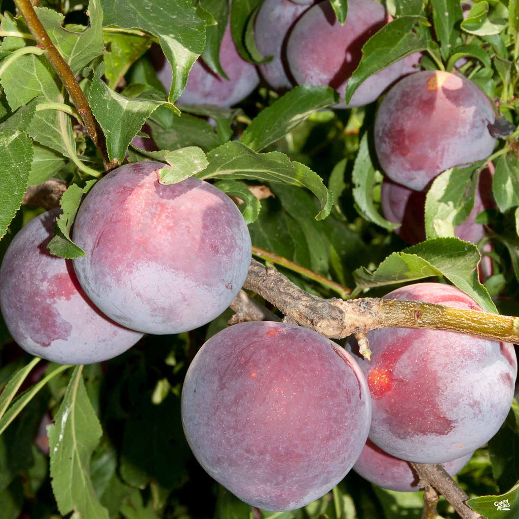 Plum 'Weeping Santa Rosa' Bareroot — Green Acres Nursery & Supply